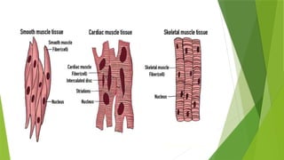 Physiology of muscles by Pravesh M.Sc. II year.pptx