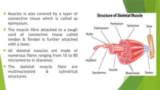 Physiology of muscles by Pravesh M.Sc. II year.pptx