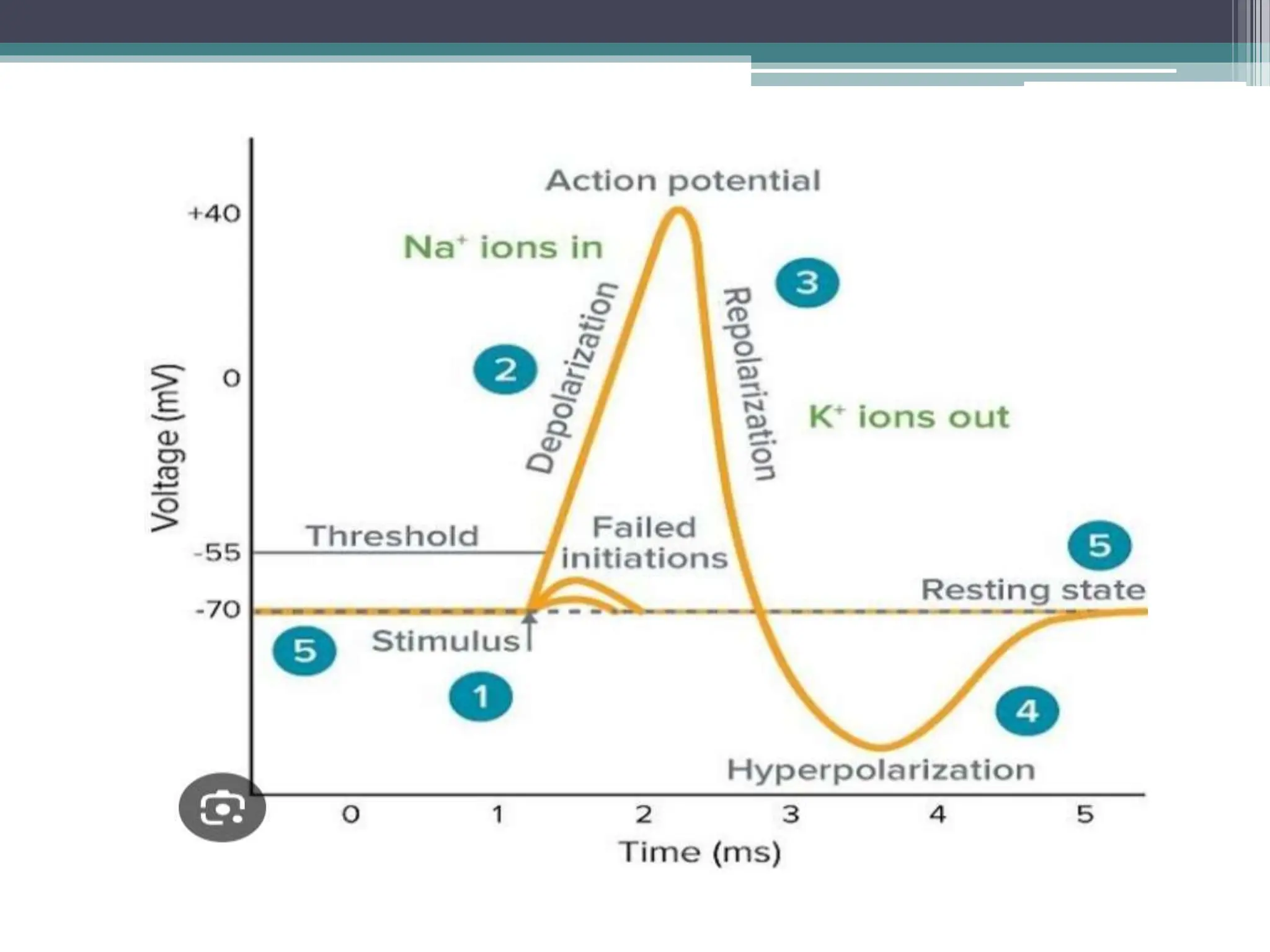 Physiology of NERVE IMPULSE and action potential | PPTX