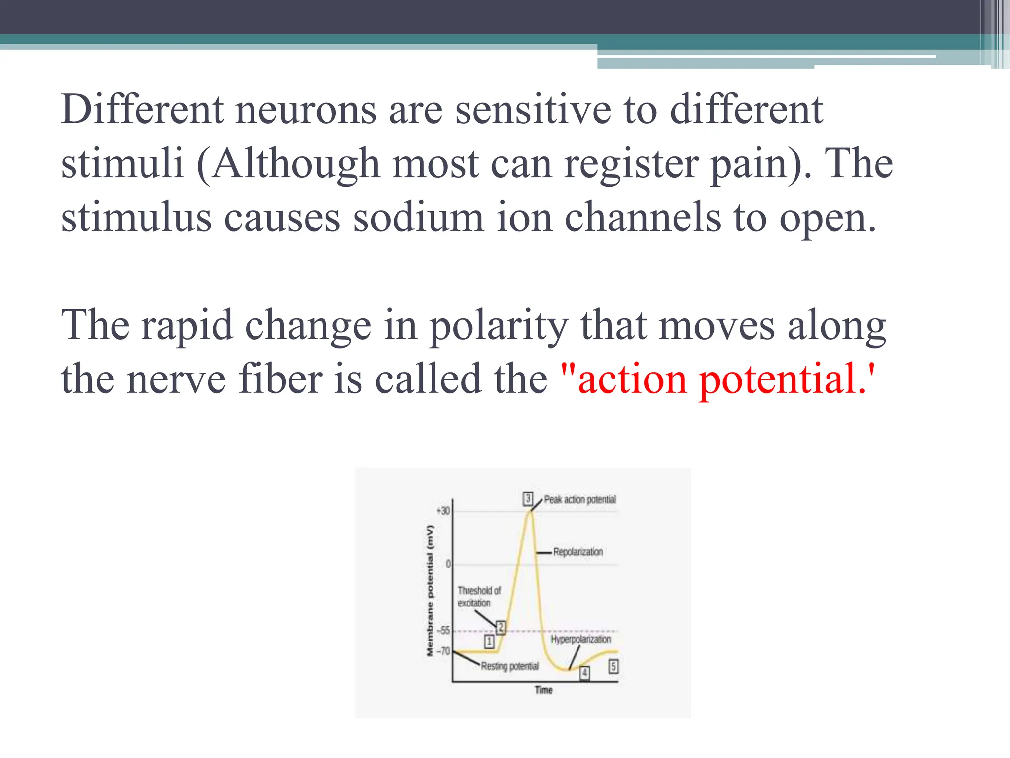 Physiology of NERVE IMPULSE and action potential | PPTX