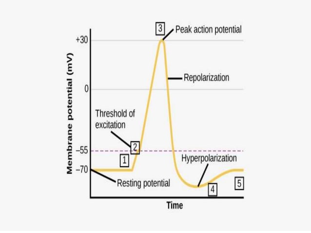 Physiology of NERVE IMPULSE and action potential | PPTX | Brain and ...