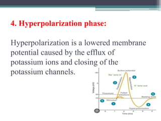 Physiology of NERVE IMPULSE and action potential | PPTX | Brain and ...