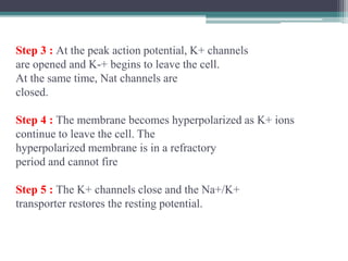 Physiology of NERVE IMPULSE and action potential | PPTX | Brain and ...