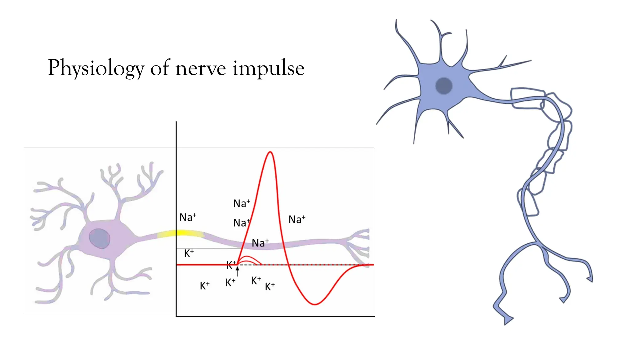 Physiology of nerve impulse and synaptic transmission.pptx