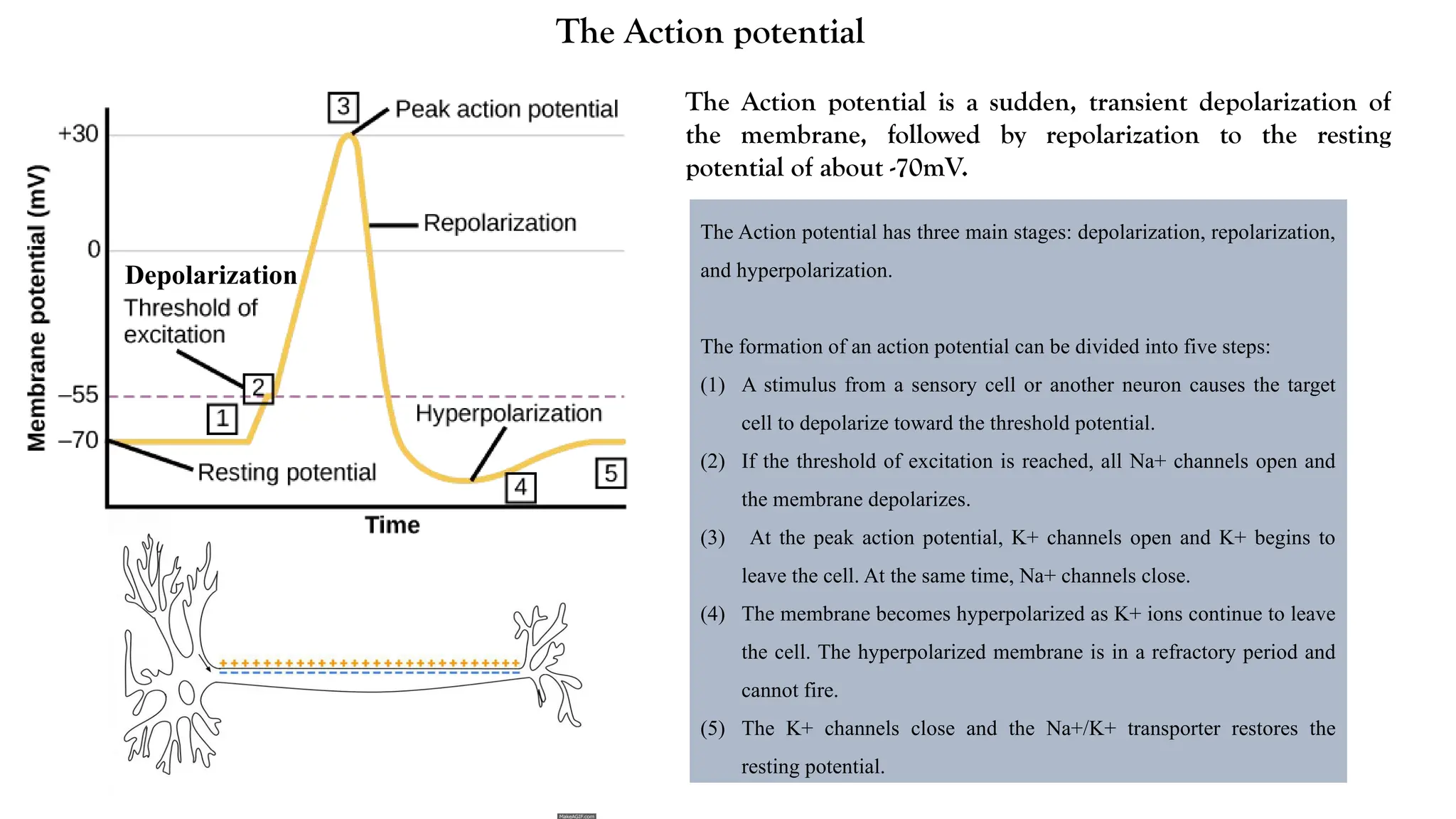 Physiology of nerve impulse and synaptic transmission.pptx