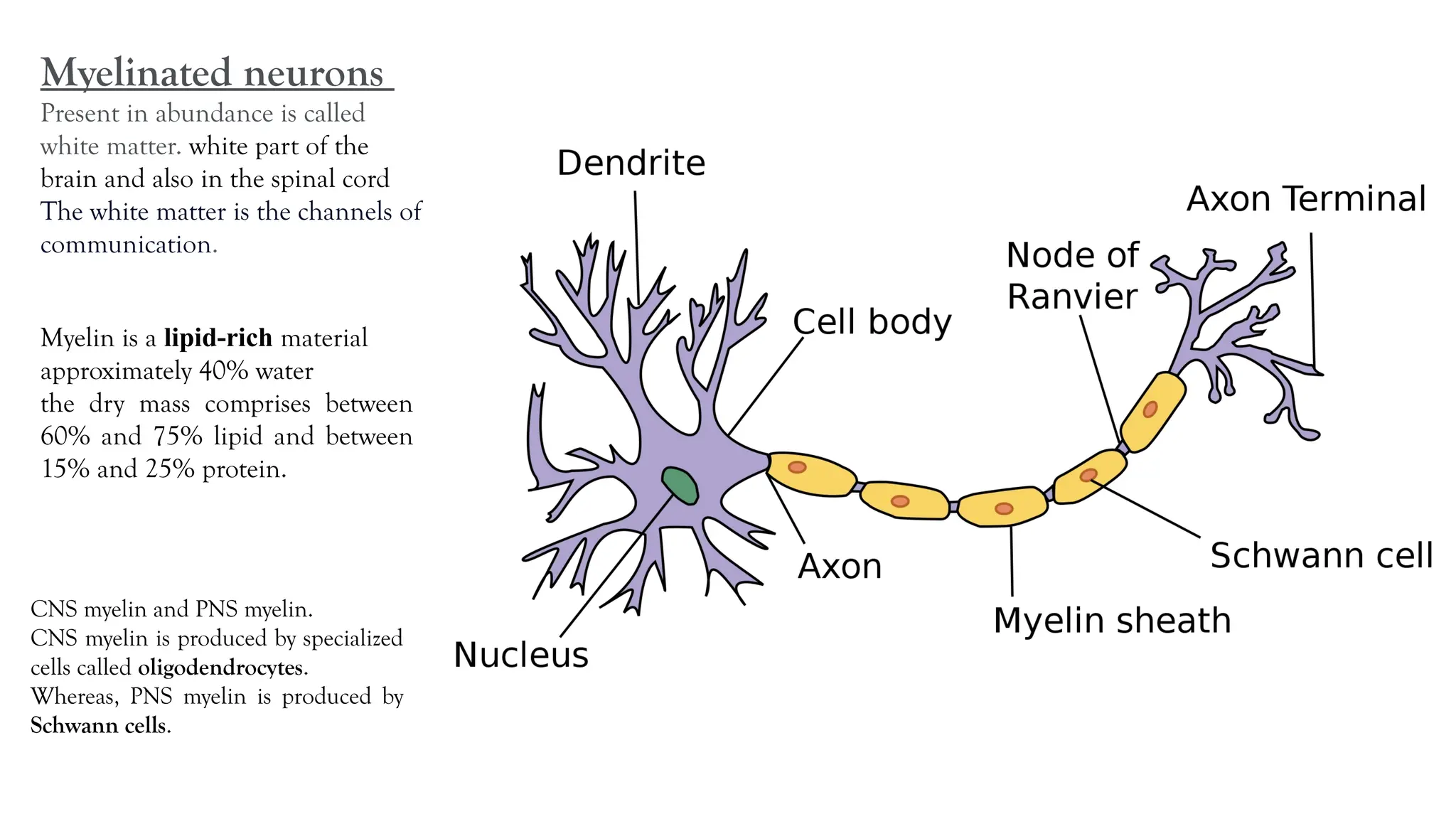 Physiology of nerve impulse and synaptic transmission.pptx