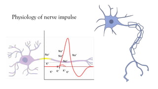 Physiology of nerve impulse and synaptic transmission.pptx