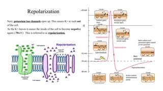 Physiology of nerve impulse and synaptic transmission.pptx
