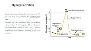 Physiology of nerve impulse and synaptic transmission.pptx