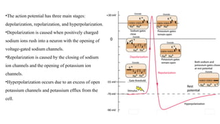 Physiology of nerve impulse and synaptic transmission.pptx