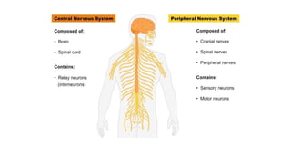 Physiology of nerve impulse and synaptic transmission.pptx