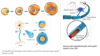 Physiology of nerve impulse and synaptic transmission.pptx