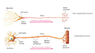 Physiology of nerve impulse and synaptic transmission.pptx