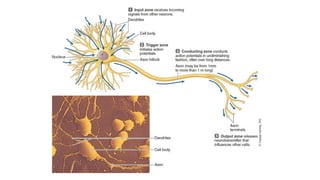 Physiology of nerve impulse and synaptic transmission.pptx