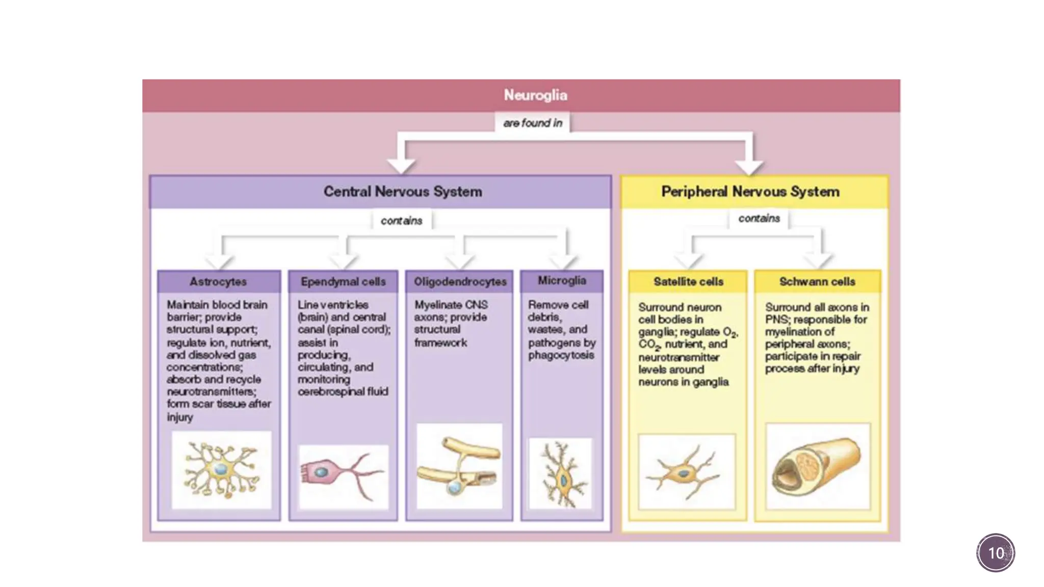 Physiology of Nervous System presentation.pptx