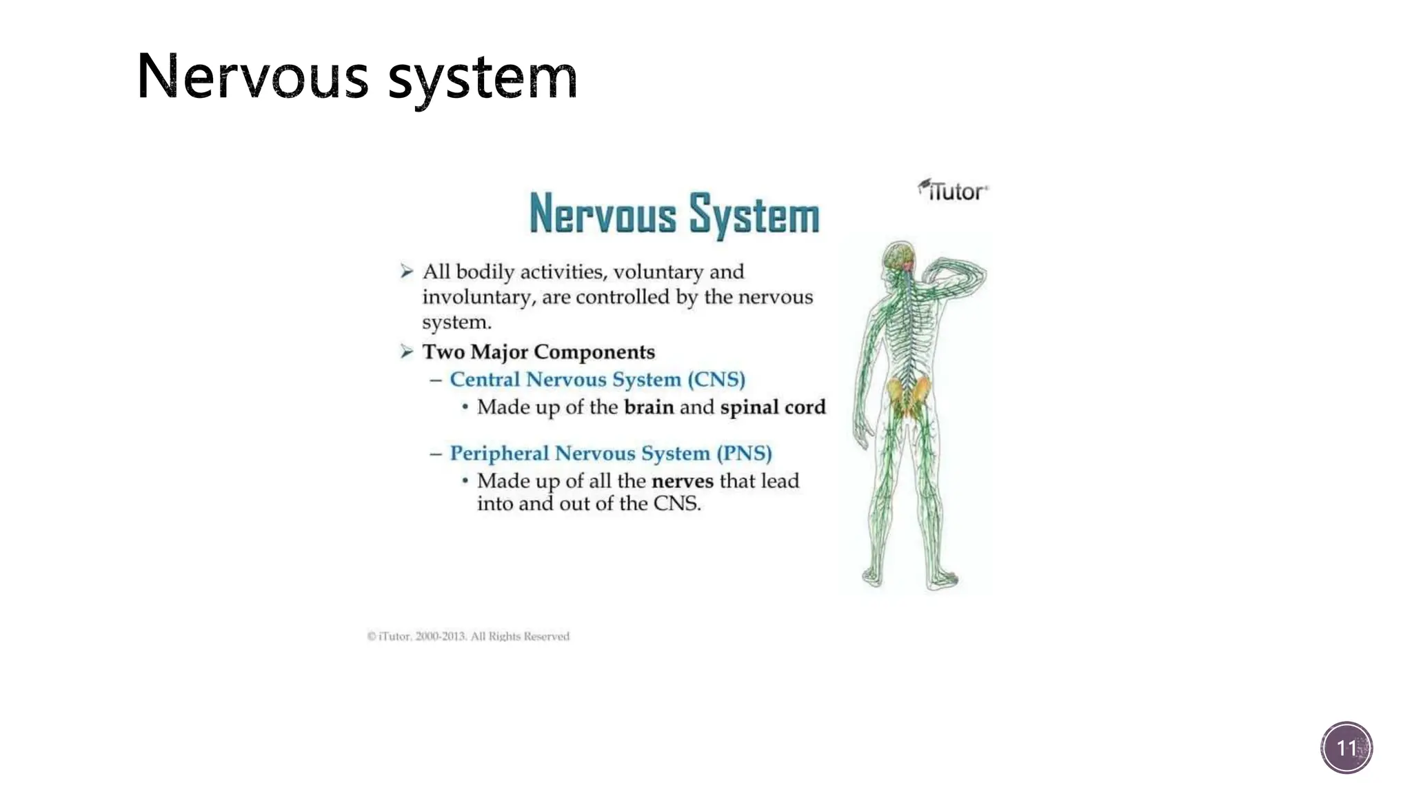 Physiology of Nervous System presentation.pptx