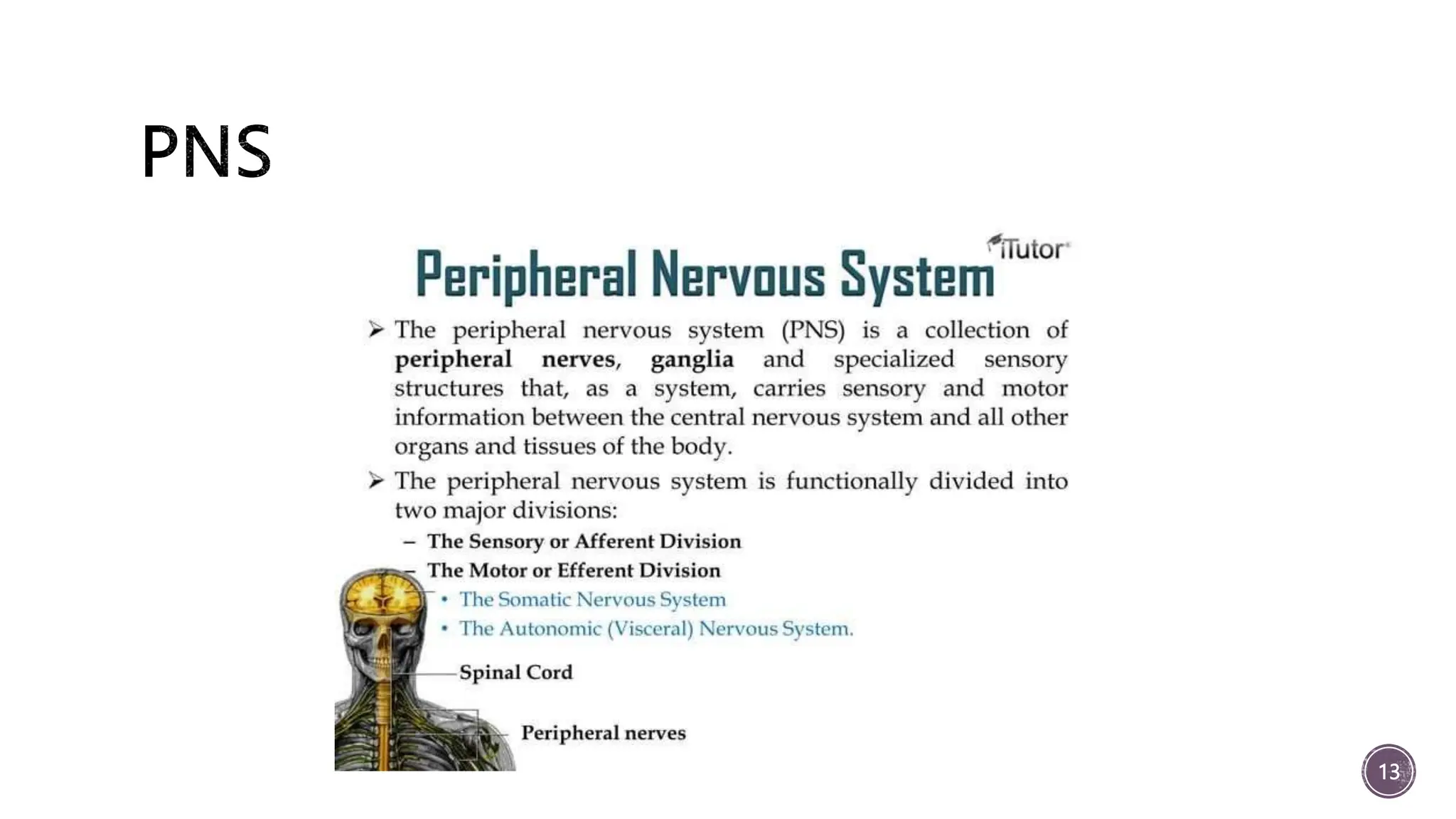 Physiology of Nervous System presentation.pptx
