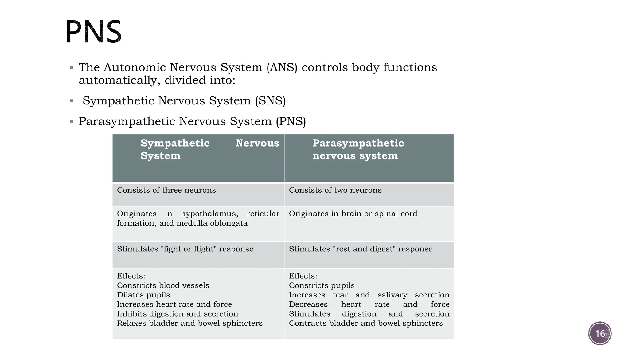 Physiology of Nervous System presentation.pptx