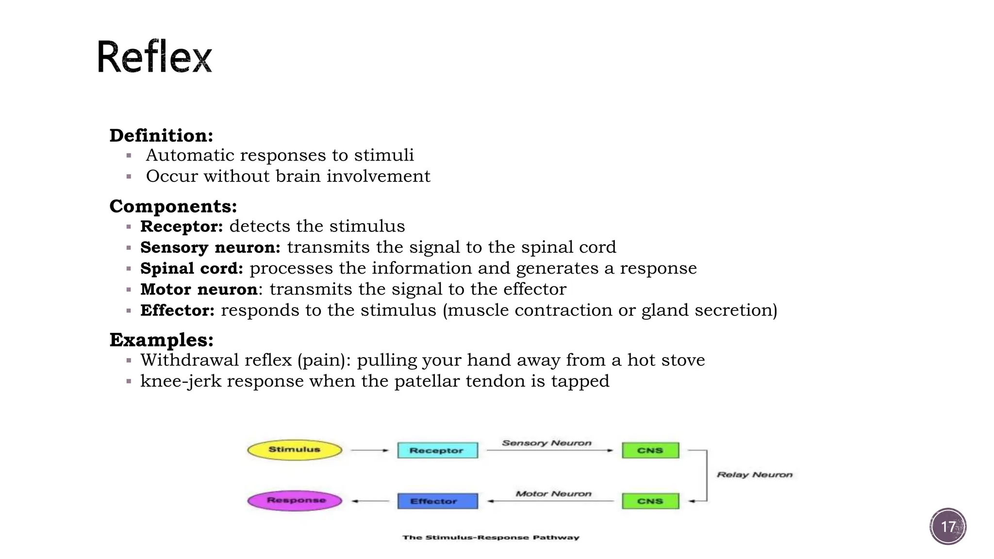 Physiology of Nervous System presentation.pptx