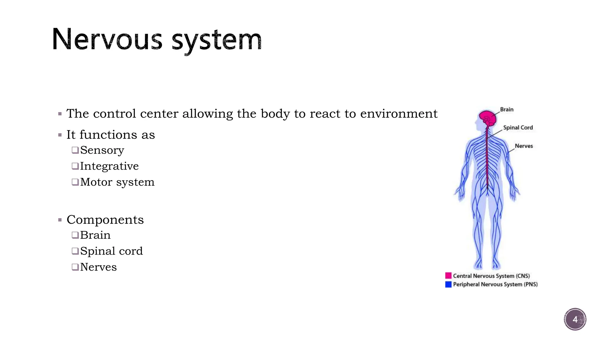 Physiology of Nervous System presentation.pptx