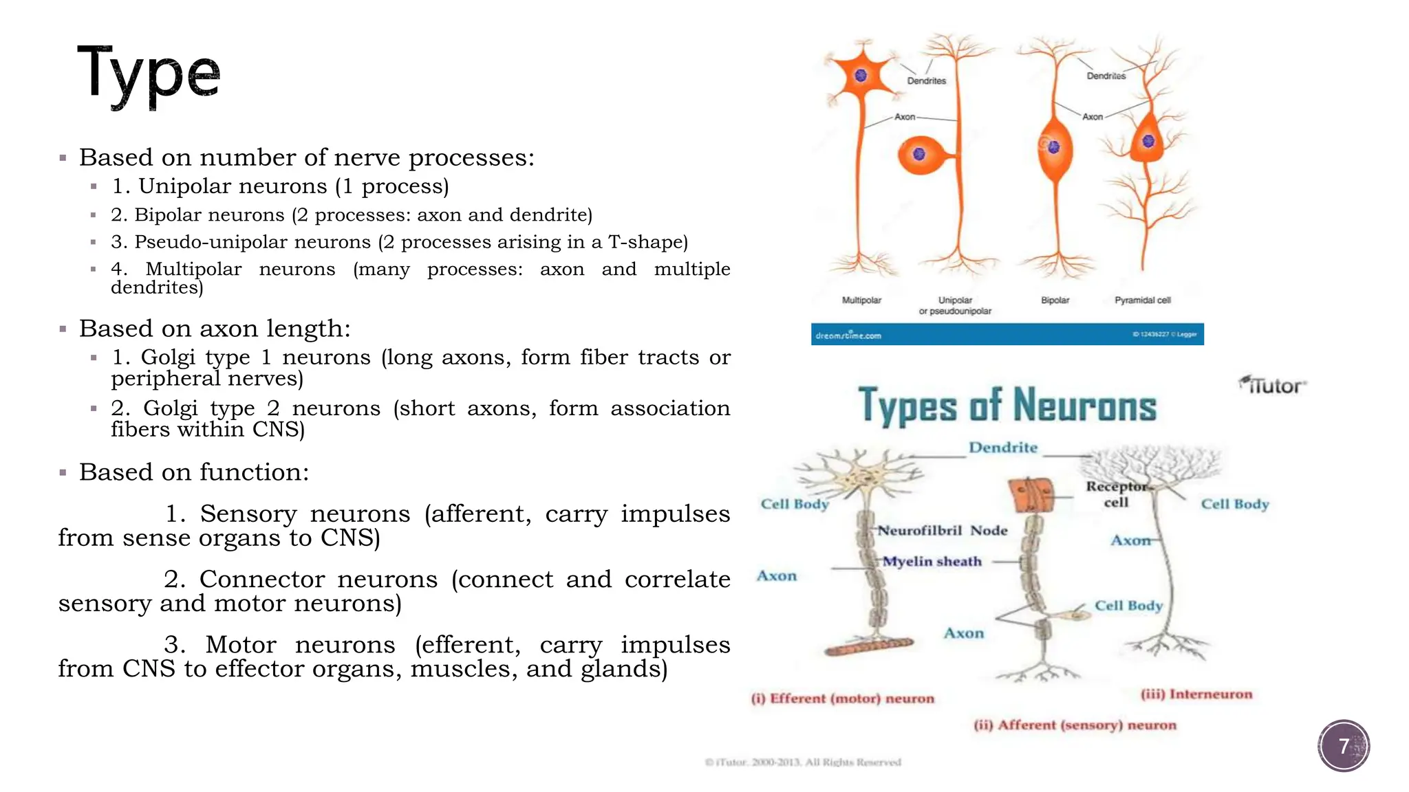 Physiology of Nervous System presentation.pptx