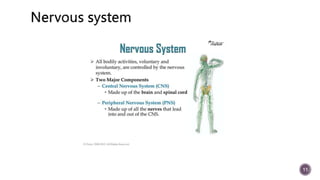 Physiology of Nervous System presentation.pptx