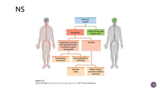 Physiology of Nervous System presentation.pptx