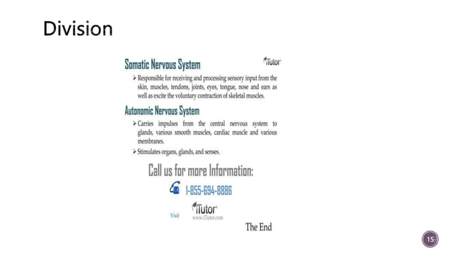 Physiology of Nervous System presentation.pptx