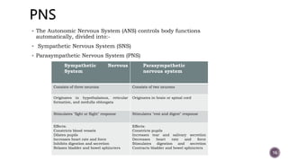 Physiology of Nervous System presentation.pptx