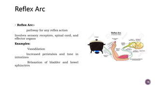 Physiology of Nervous System presentation.pptx
