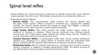 Physiology of Nervous System presentation.pptx