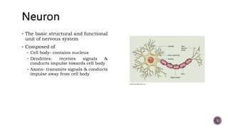 Physiology of Nervous System presentation.pptx