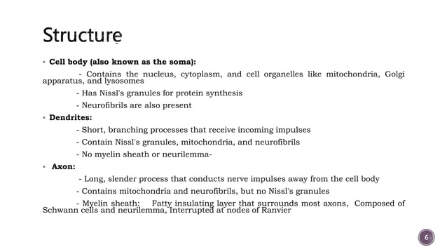 Physiology of Nervous System presentation.pptx