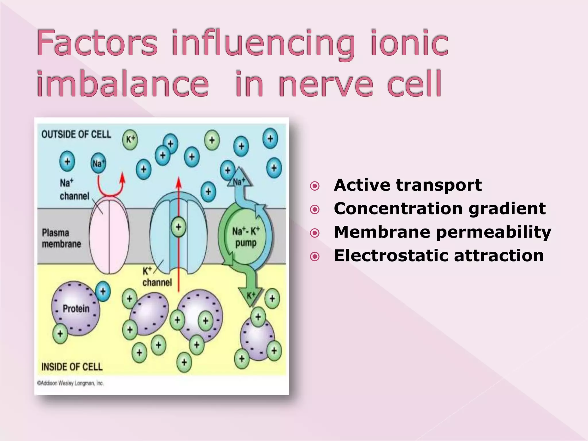 Physiology of neurotransmission | PPTX