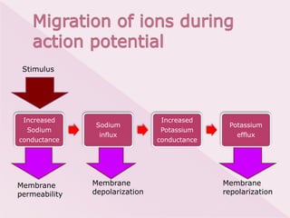 Physiology of neurotransmission | PPTX