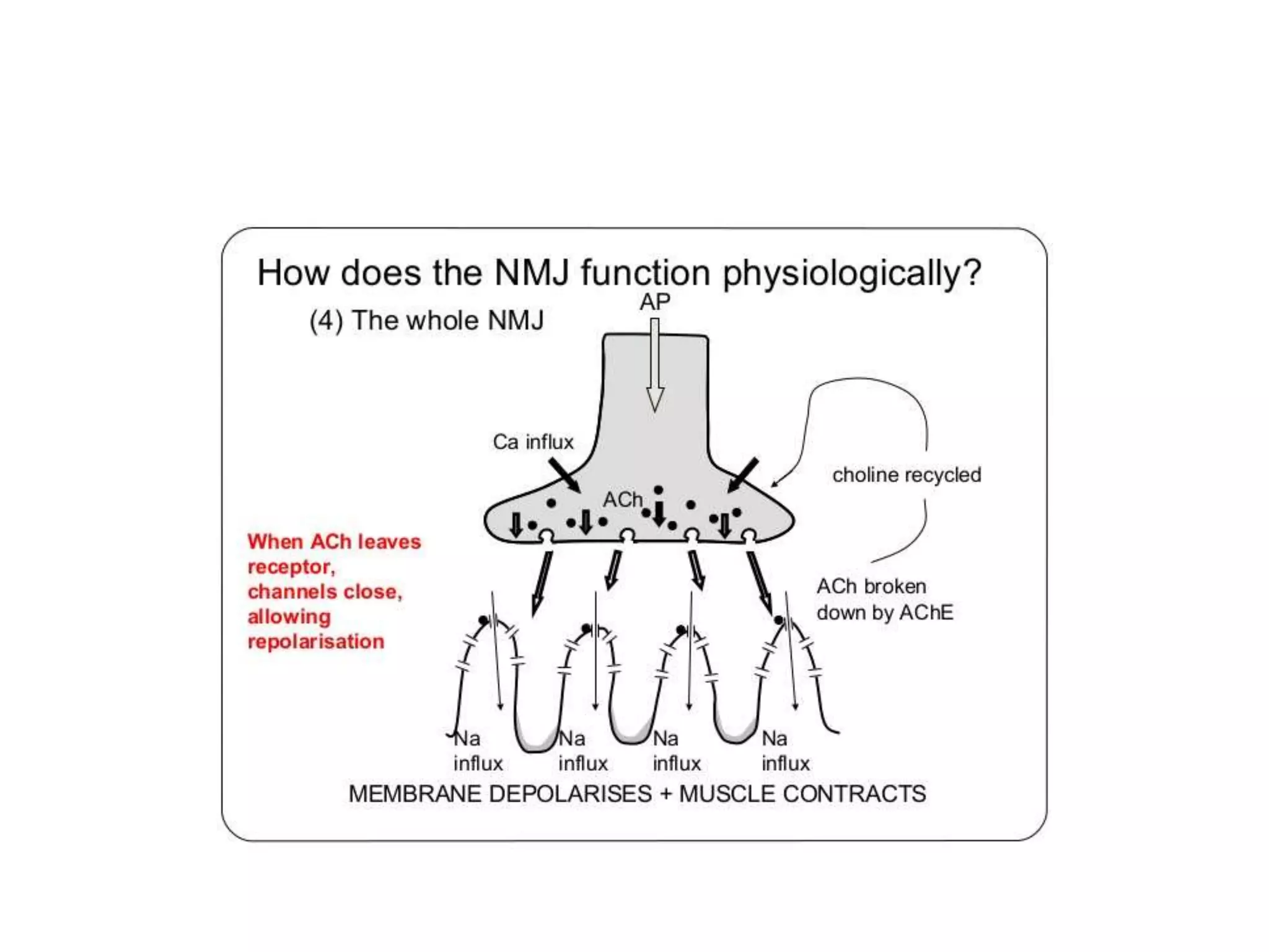 Physiology of nmj and anesthesia | PPTX
