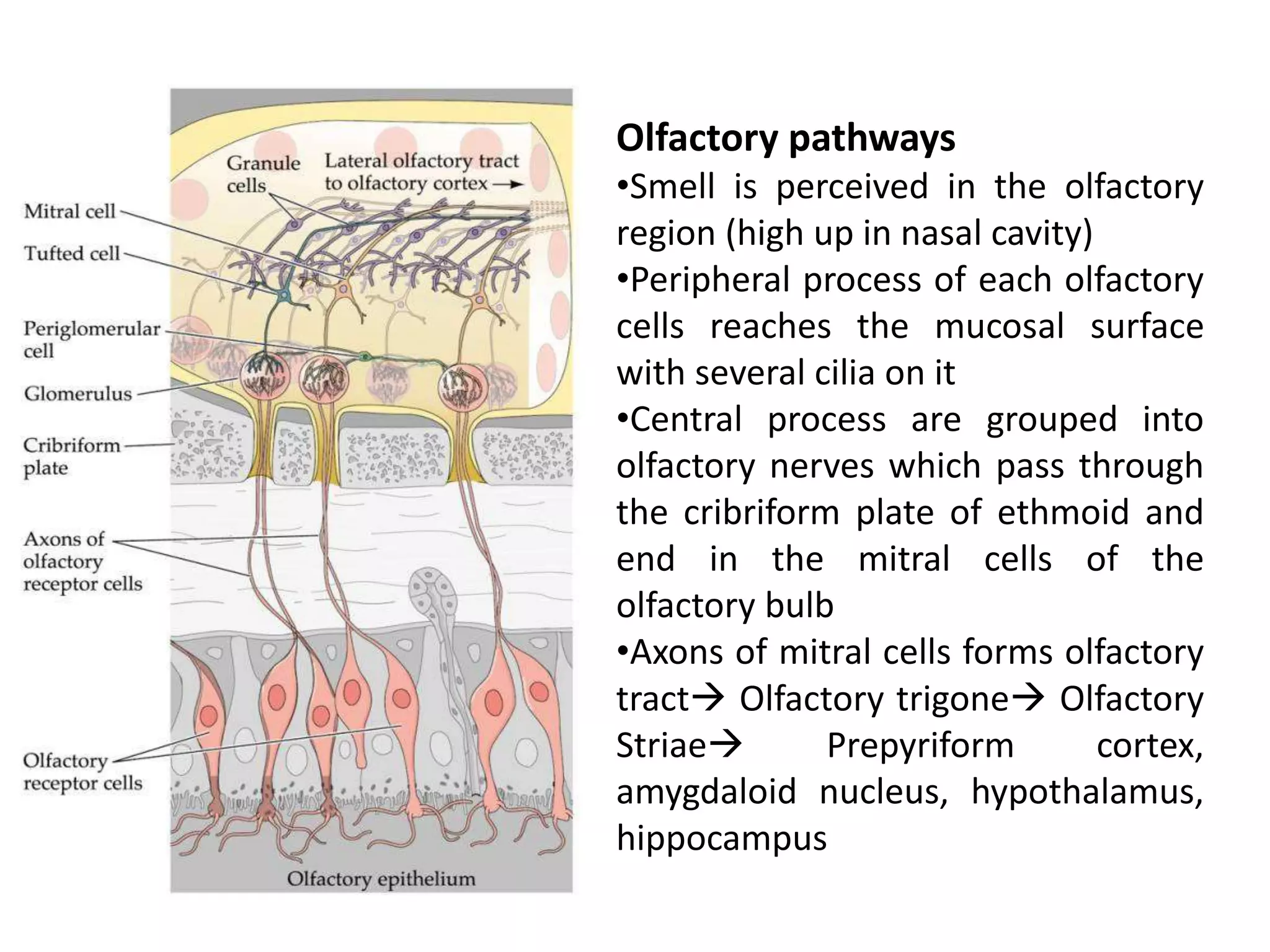 Physiology of nose | PPTX