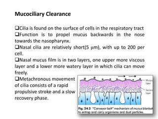Physiology of nose | PPTX