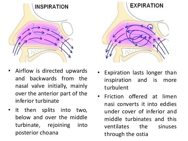 Physiology of nose