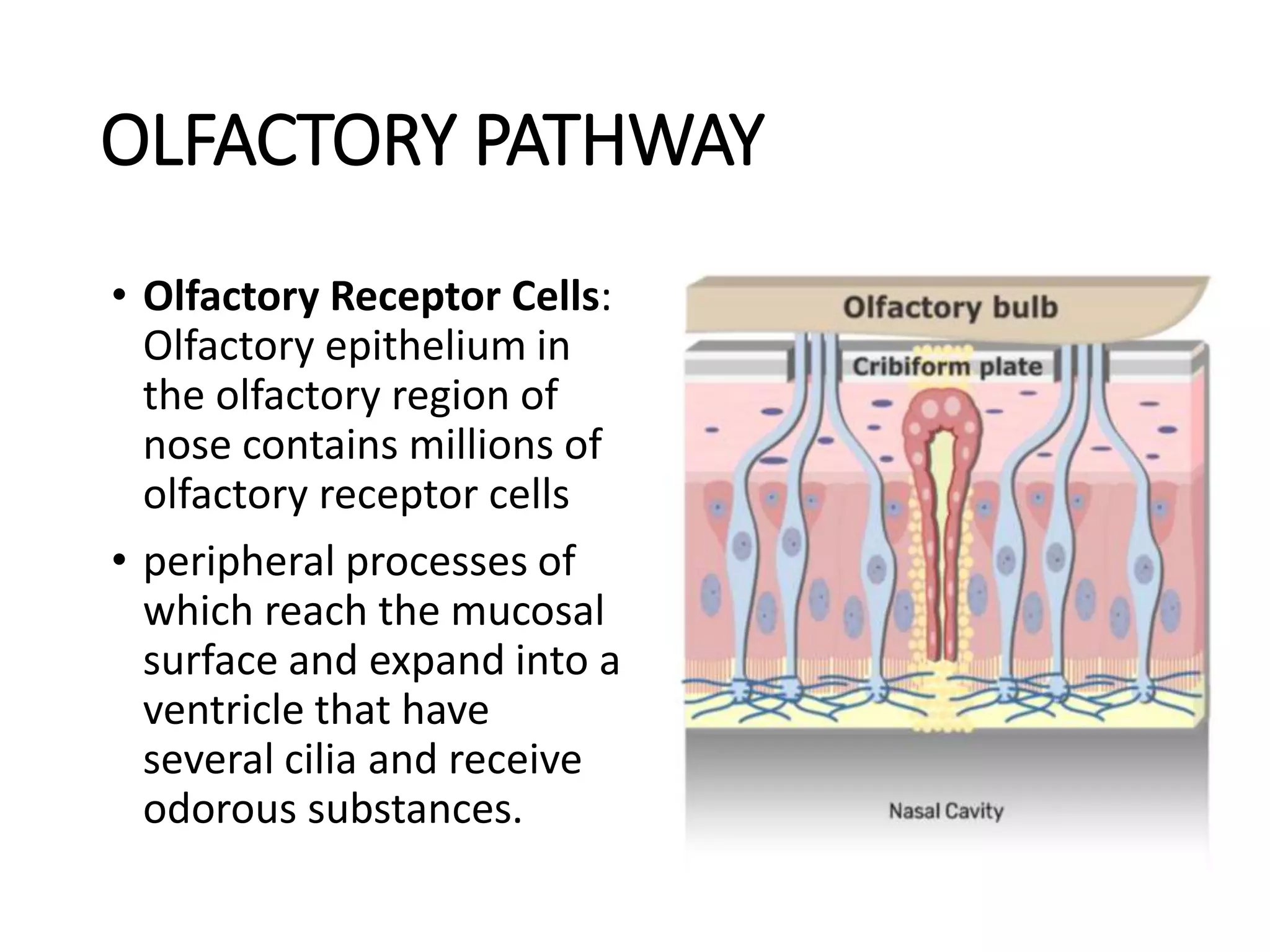 Physiology of nose | PPTX