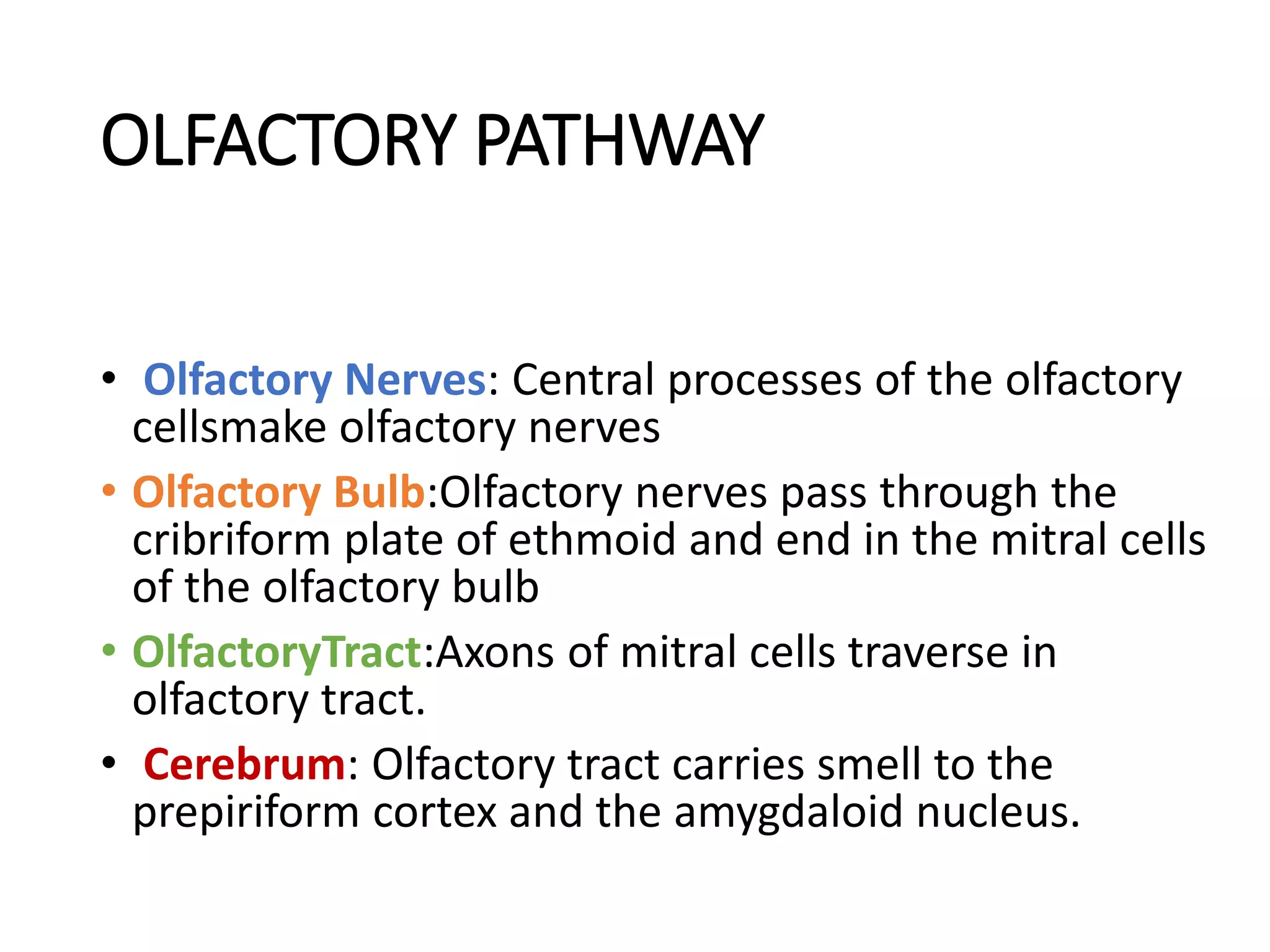 Physiology of nose | PPTX