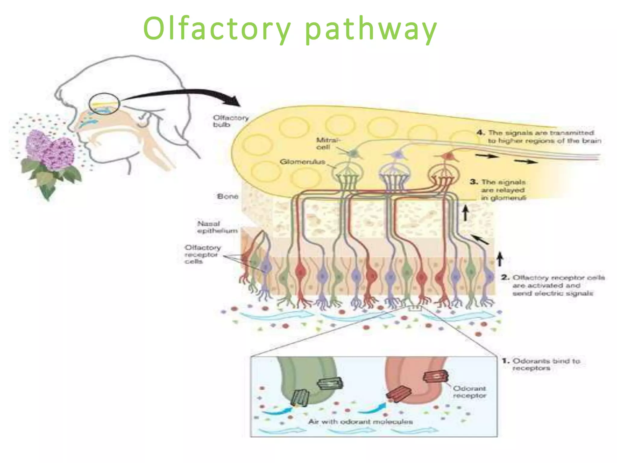 Physiology of nose | PPTX