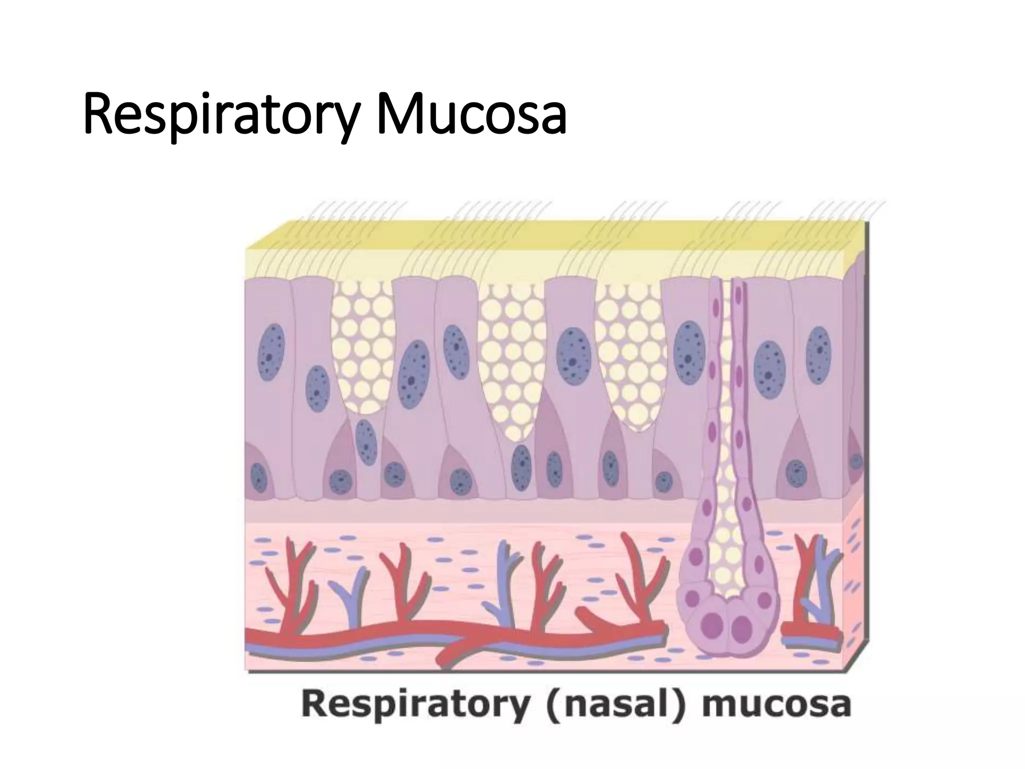 Physiology of nose | PPTX