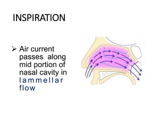 Physiology of nose | PPTX