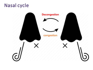 Physiology of nose | PPTX
