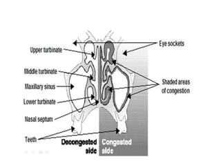 Physiology of nose | PPTX
