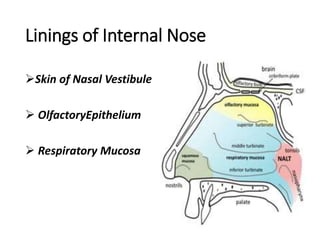 Physiology of nose | PPTX