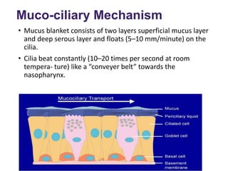 Physiology of nose | PPTX