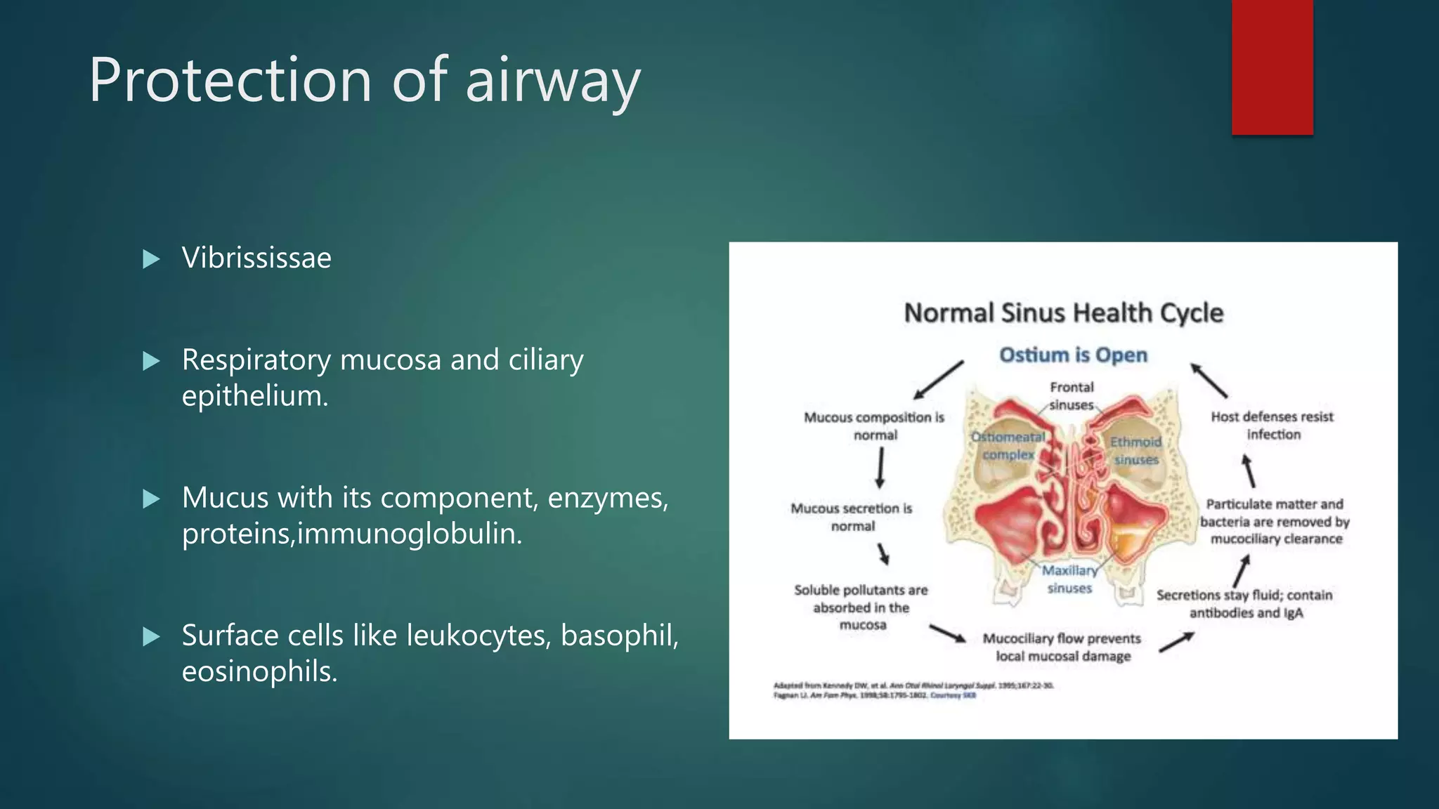 Physiology of Nose.pptx