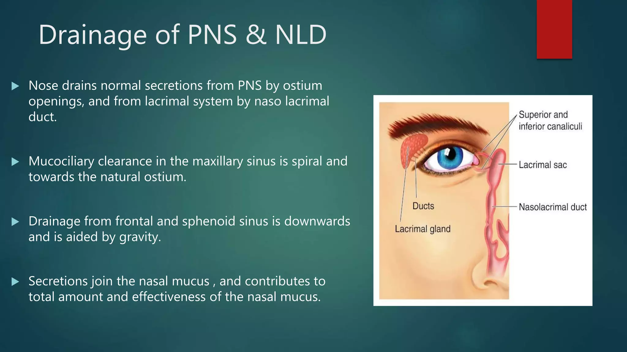 Physiology of Nose.pptx